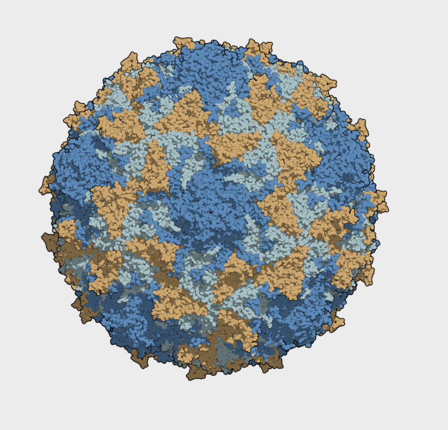 How Poliovirus Infects Our Bodies – BioQuakes